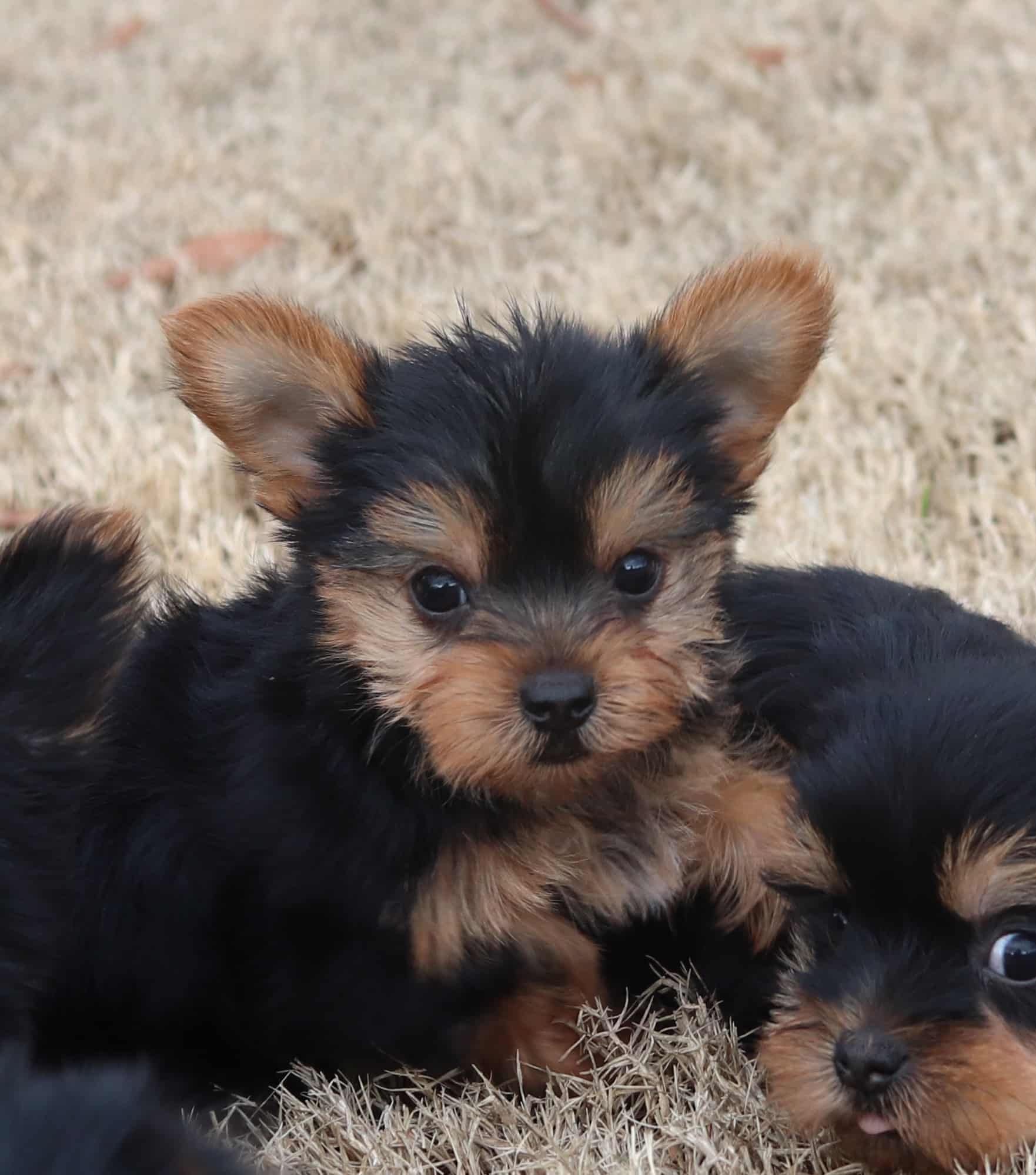 Puppies – Wadley's Small Breeds