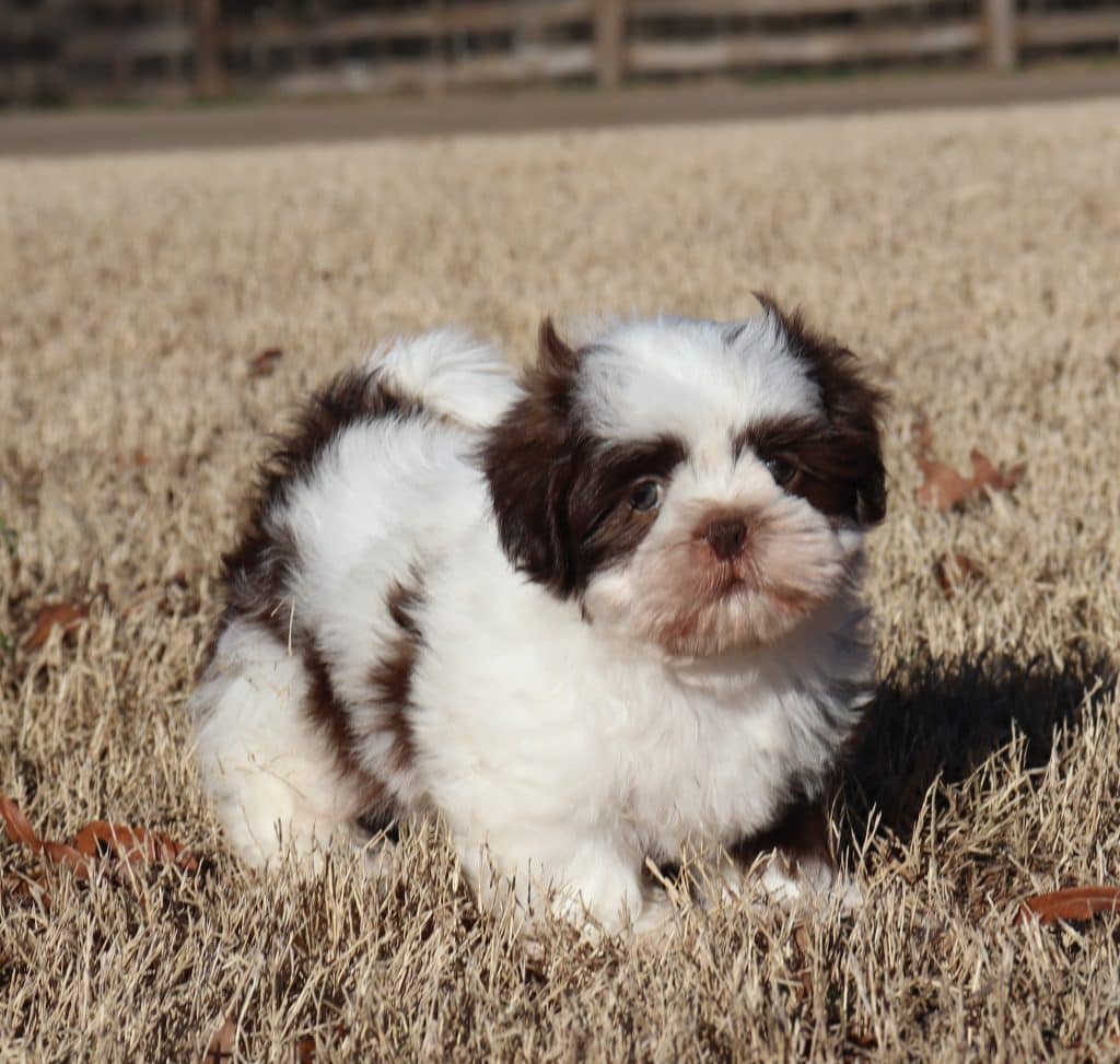 Shih Tzu – Wadley's Small Breeds