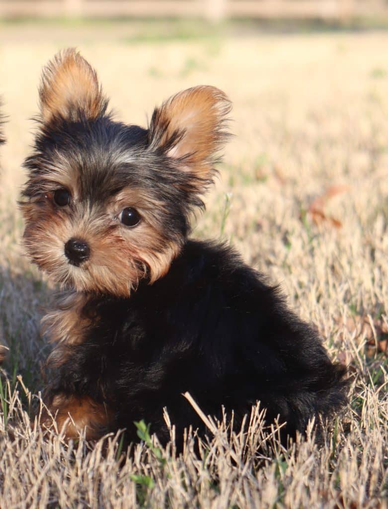 Wadley's Small Breeds – Specializing in Toy Breeds | Licensed and ...