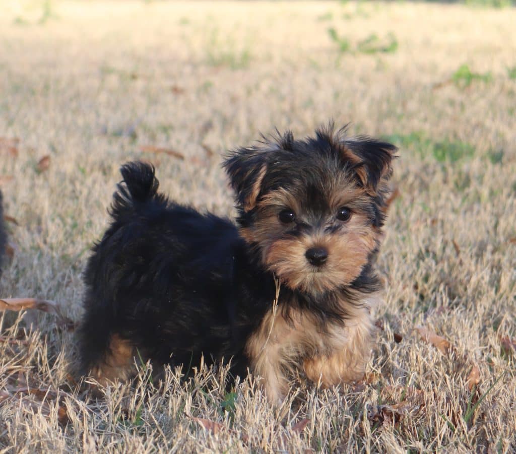 Yorkie – Wadley's Small Breeds