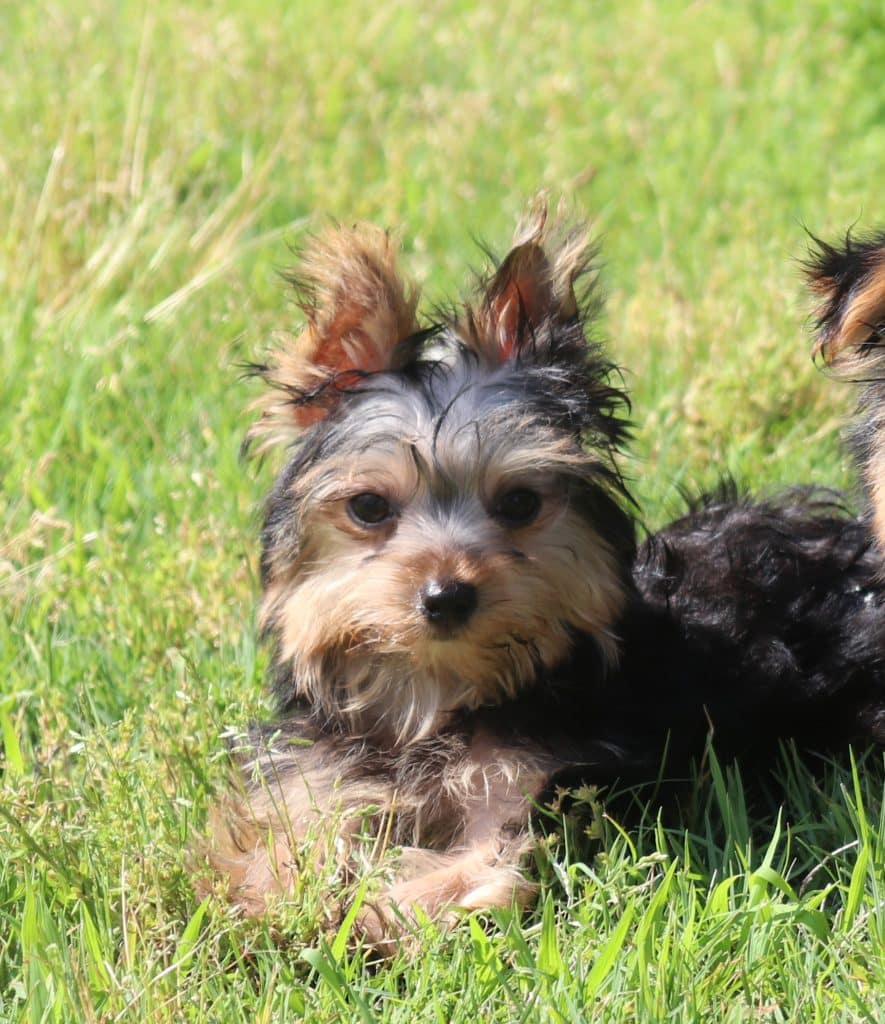 Yorkie – Wadley's Small Breeds
