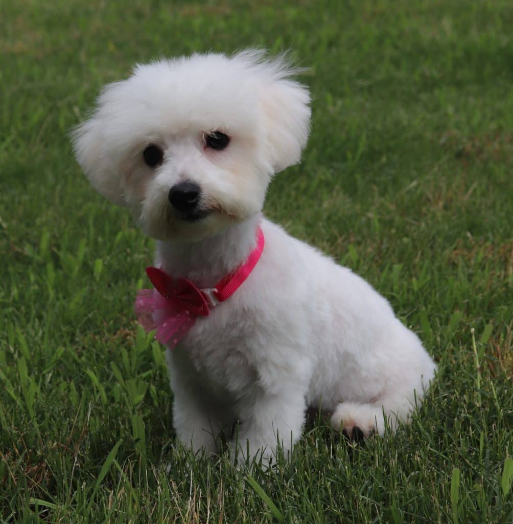 Puppies – Wadley's Small Breeds