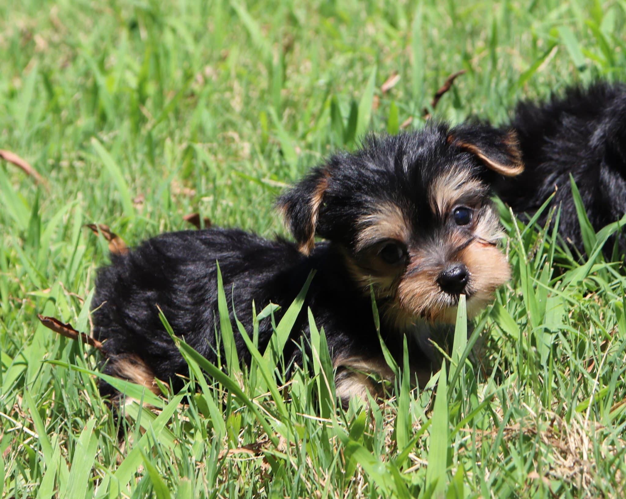 Yorkie – Wadley's Small Breeds
