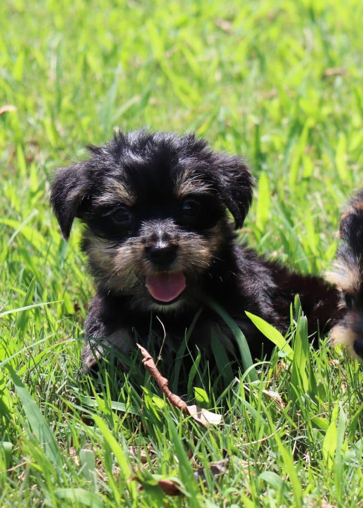 Wadley's Small Breeds – Specializing in Toy Breeds | Licensed and ...