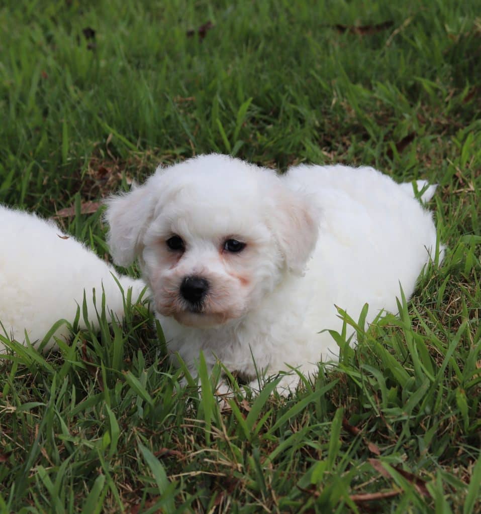 Bichon Frise – Wadley's Small Breeds