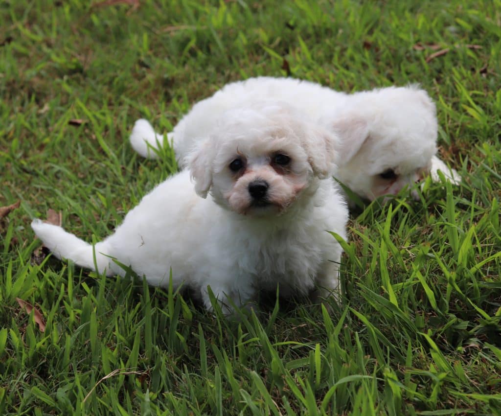 Bichon Frise – Wadley's Small Breeds