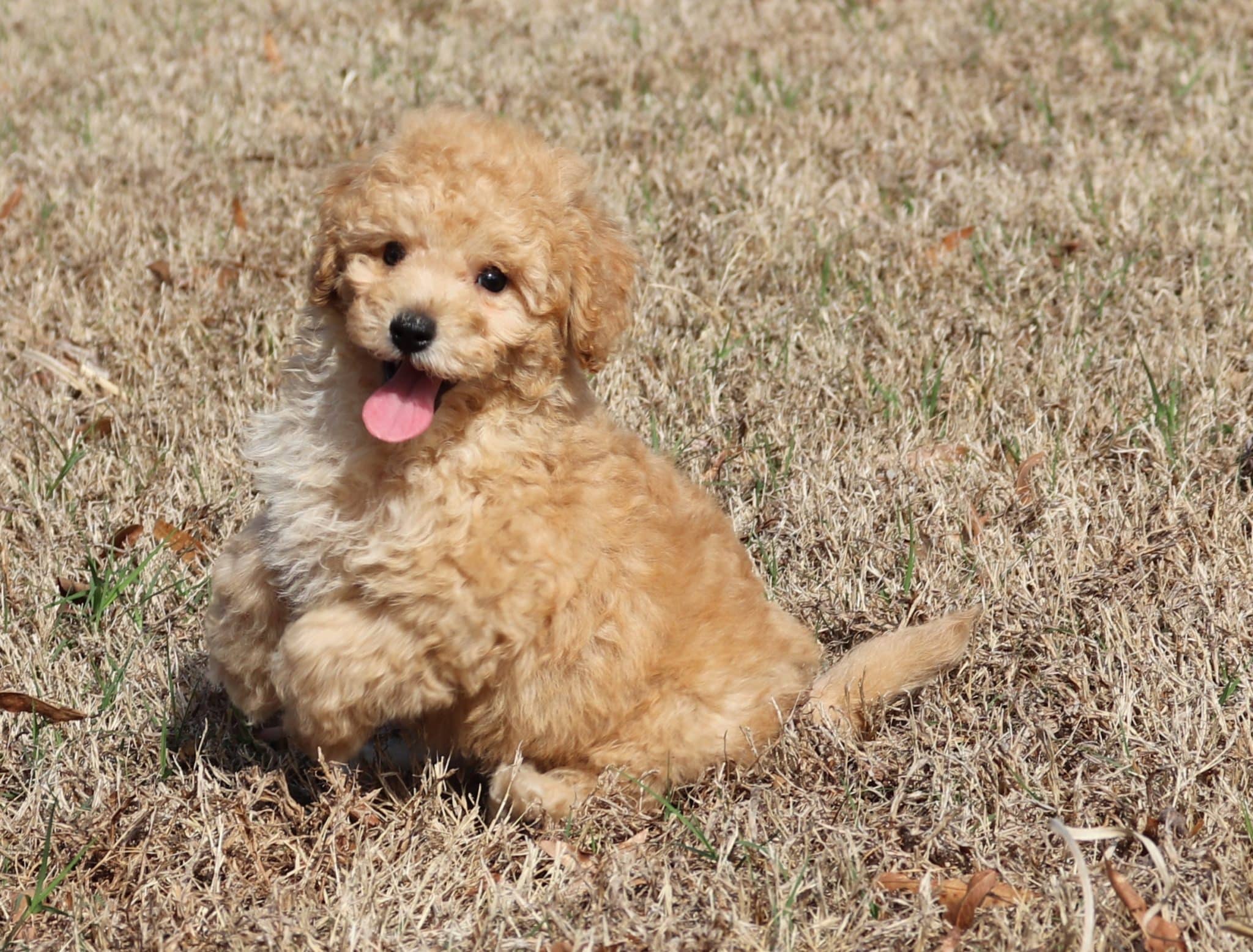 Puppies – Wadley's Small Breeds